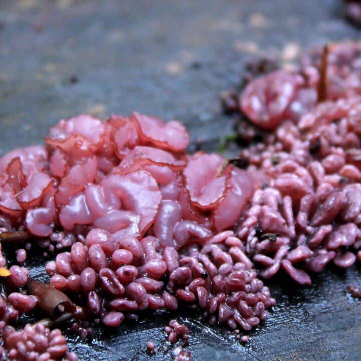 The 15 Weirdest Mushrooms In The World - Mushroom Appreciation