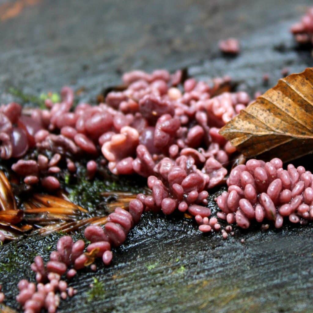 The 15 Weirdest Mushrooms In The World - Mushroom Appreciation