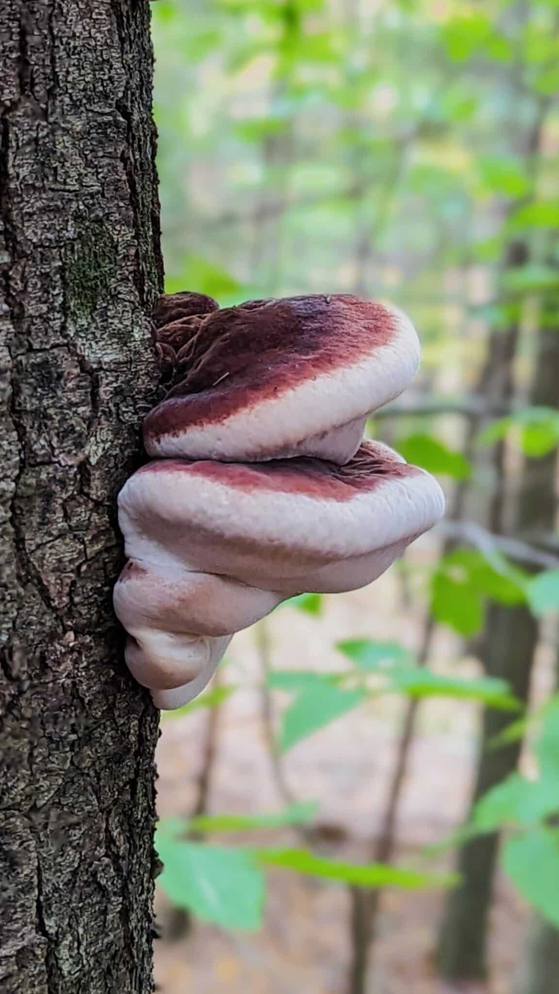 Resinous Polypore: Identification, Foraging, and Lookalikes - Mushroom ...