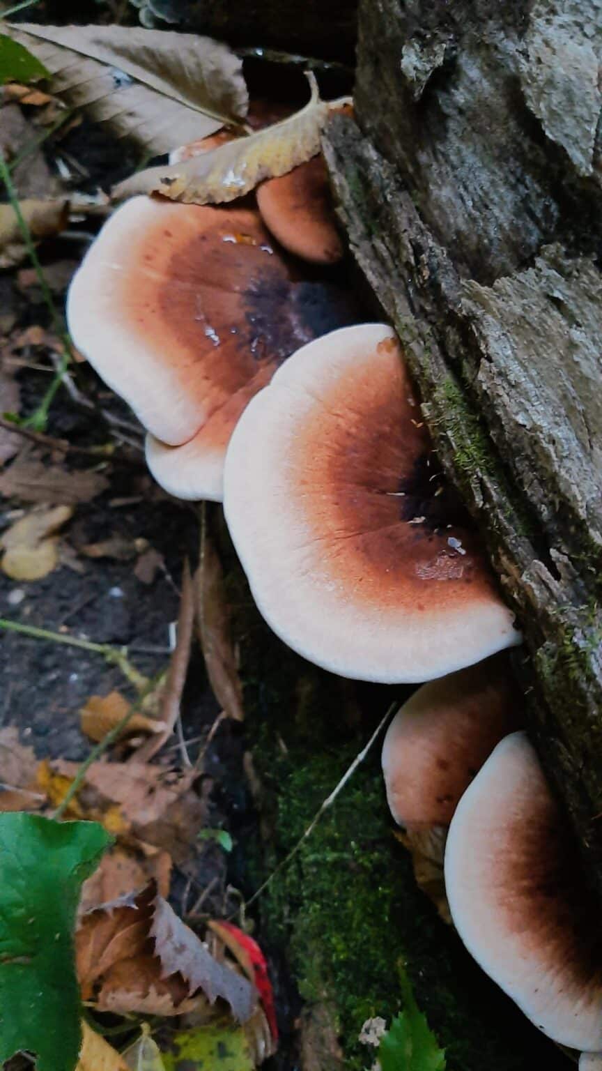 Resinous Polypore: Identification, Foraging, and Lookalikes - Mushroom Appreciation