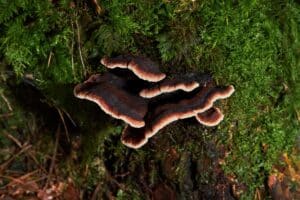 Resinous Polypore: Identification, Foraging, and Lookalikes - Mushroom ...