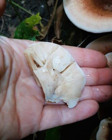 Resinous Polypore: Identification, Foraging, and Lookalikes - Mushroom ...