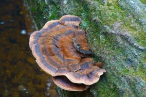 Resinous Polypore: Identification, Foraging, and Lookalikes - Mushroom ...