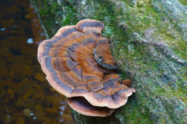 Resinous Polypore: Identification, Foraging, and Lookalikes - Mushroom ...
