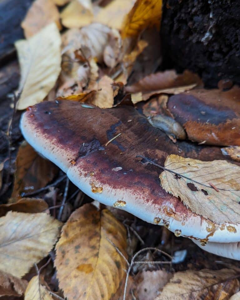 Resinous Polypore: Identification, Foraging, and Lookalikes - Mushroom ...