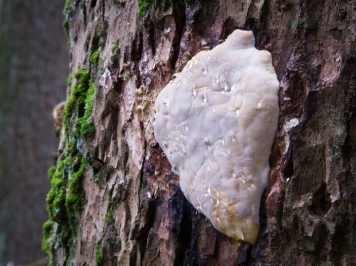 Resinous Polypore: Identification, Foraging, and Lookalikes - Mushroom ...