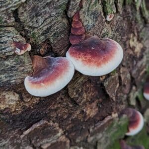 Resinous Polypore: Identification, Foraging, and Lookalikes - Mushroom ...