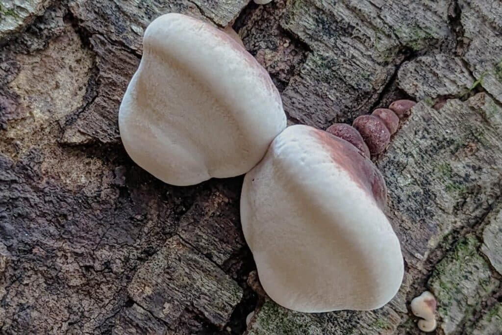 Resinous Polypore: Identification, Foraging, and Lookalikes - Mushroom ...