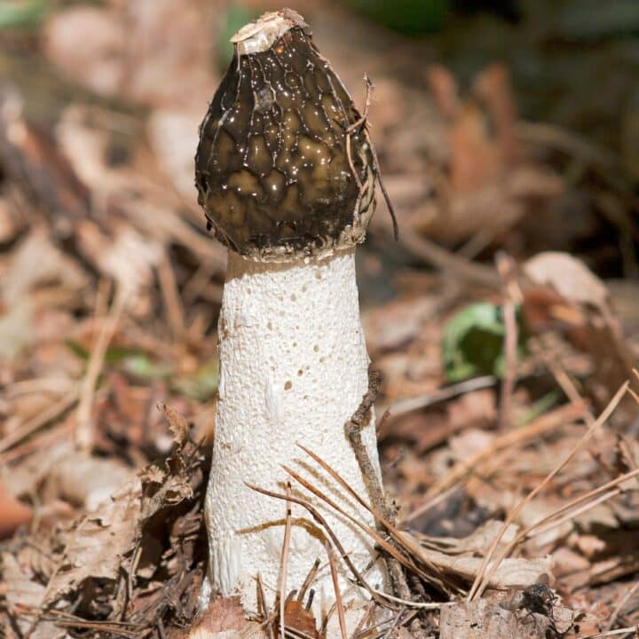 The Creepiest Fungi in North America: 13 Mushrooms To Haunt Your Dreams ...