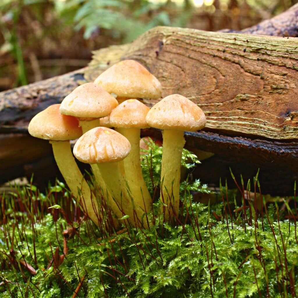 Poisonous Mushrooms - Mushroom Appreciation