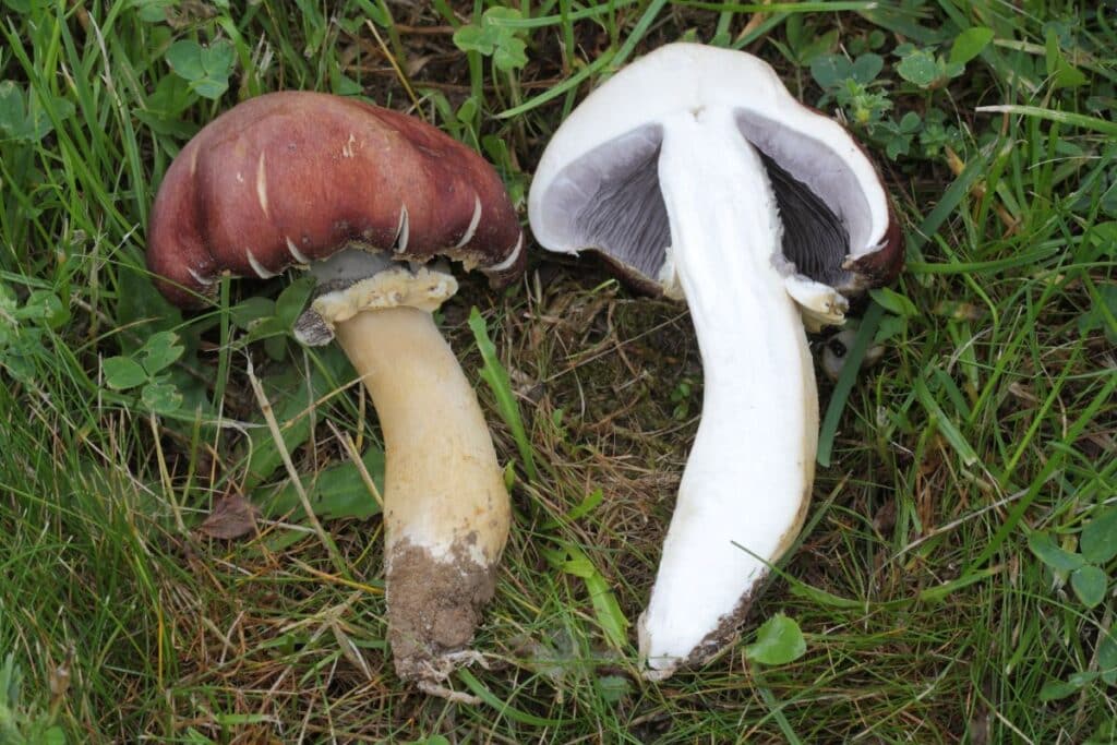 Cultivating Wine Cap Mushrooms: A Comprehensive Guide to Growing The ...