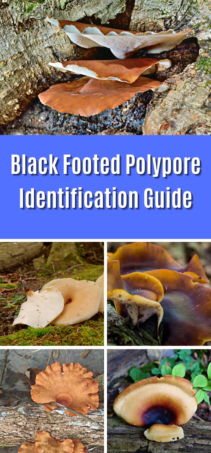 Black Footed Polypore Identification Guide - Mushroom Appreciation