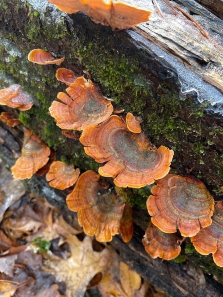 Black Footed Polypore Identification Guide - Mushroom Appreciation