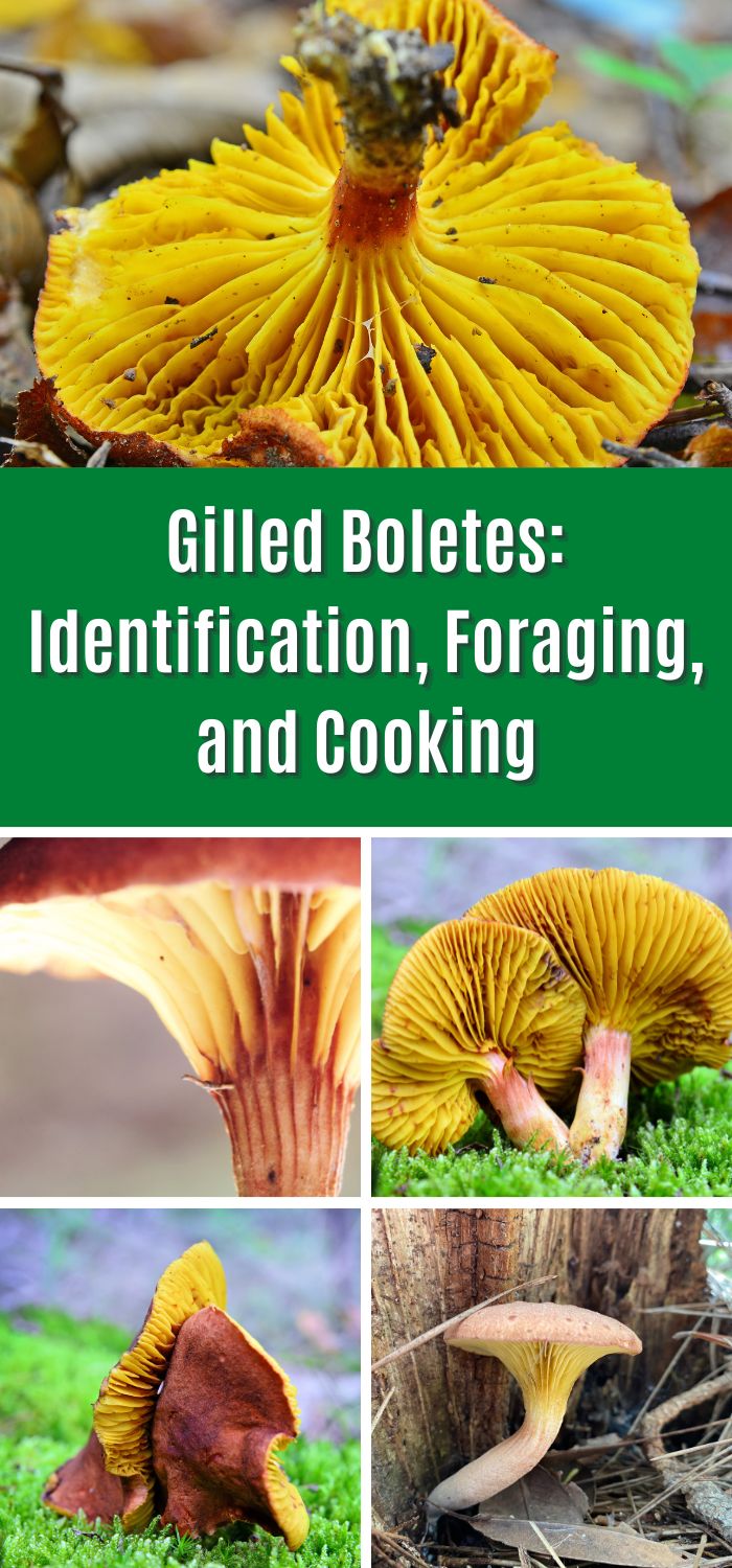 Gilled Boletes Identification Foraging And Cooking Mushroom
