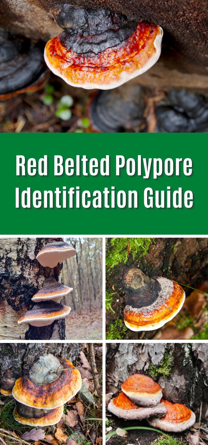 Red Belted Polypore Identification Guide - Mushroom Appreciation