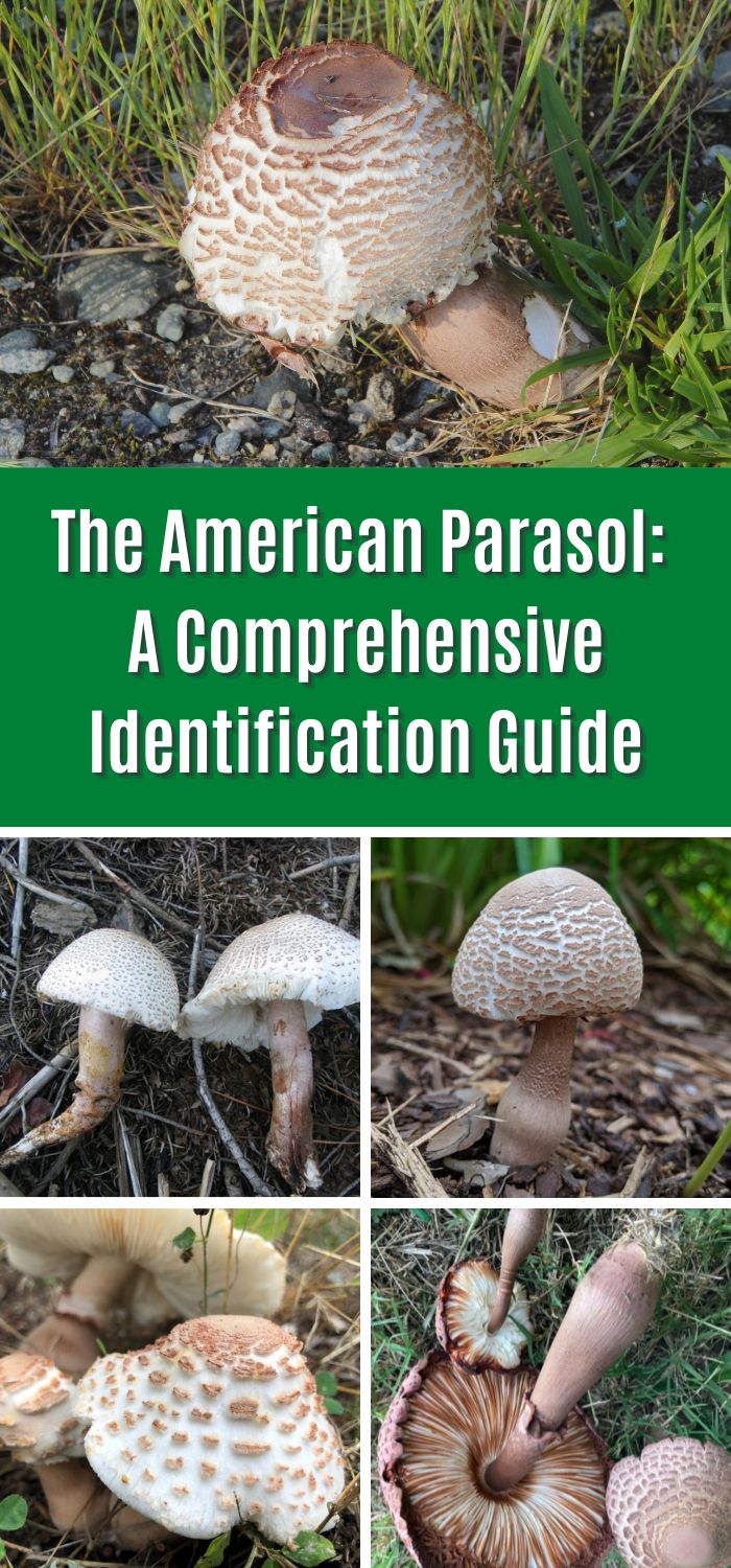 The American Parasol: A Comprehensive Identification Guide - Mushroom ...