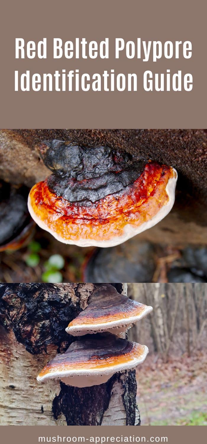 Red Belted Polypore Identification Guide - Mushroom Appreciation