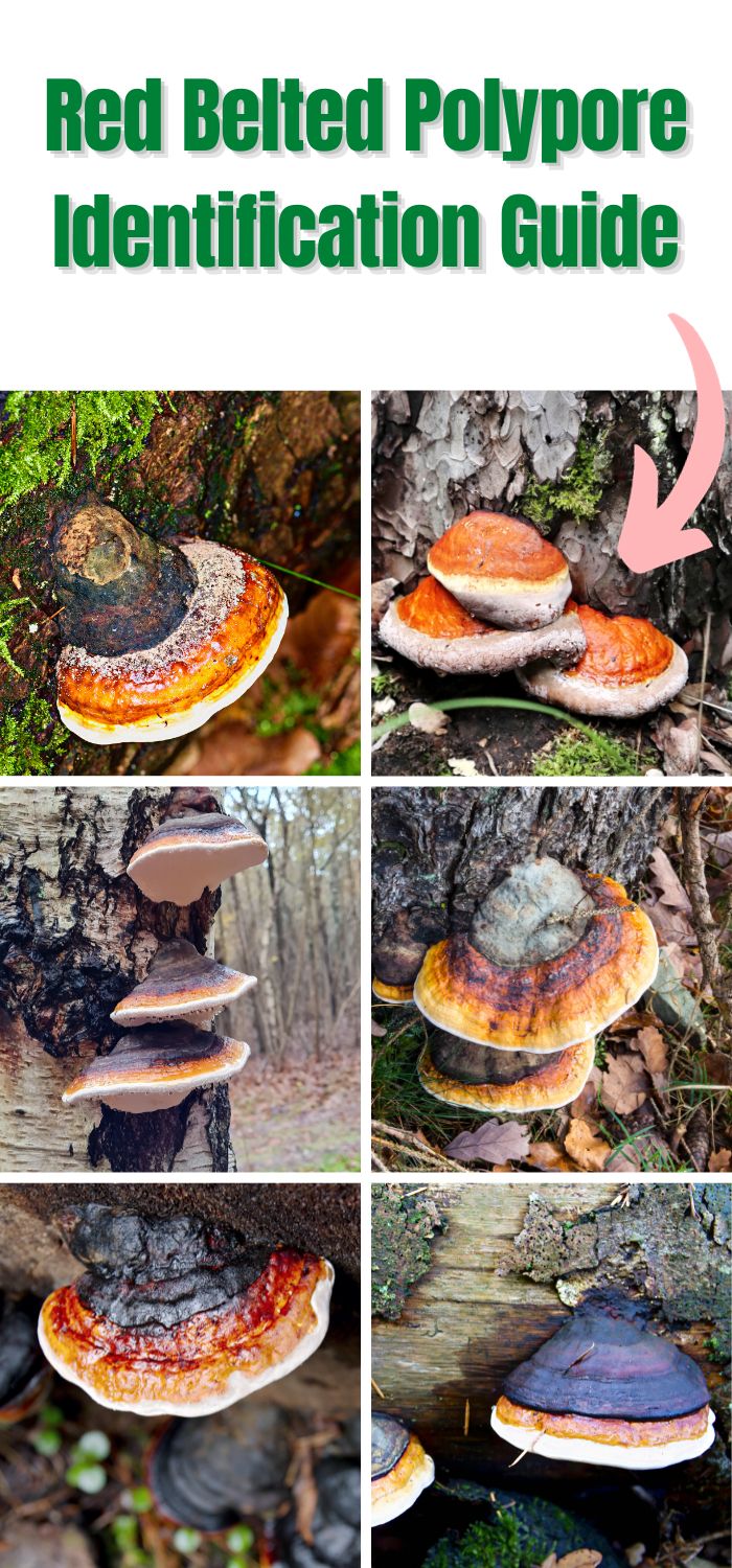 Red Belted Polypore Identification Guide - Mushroom Appreciation