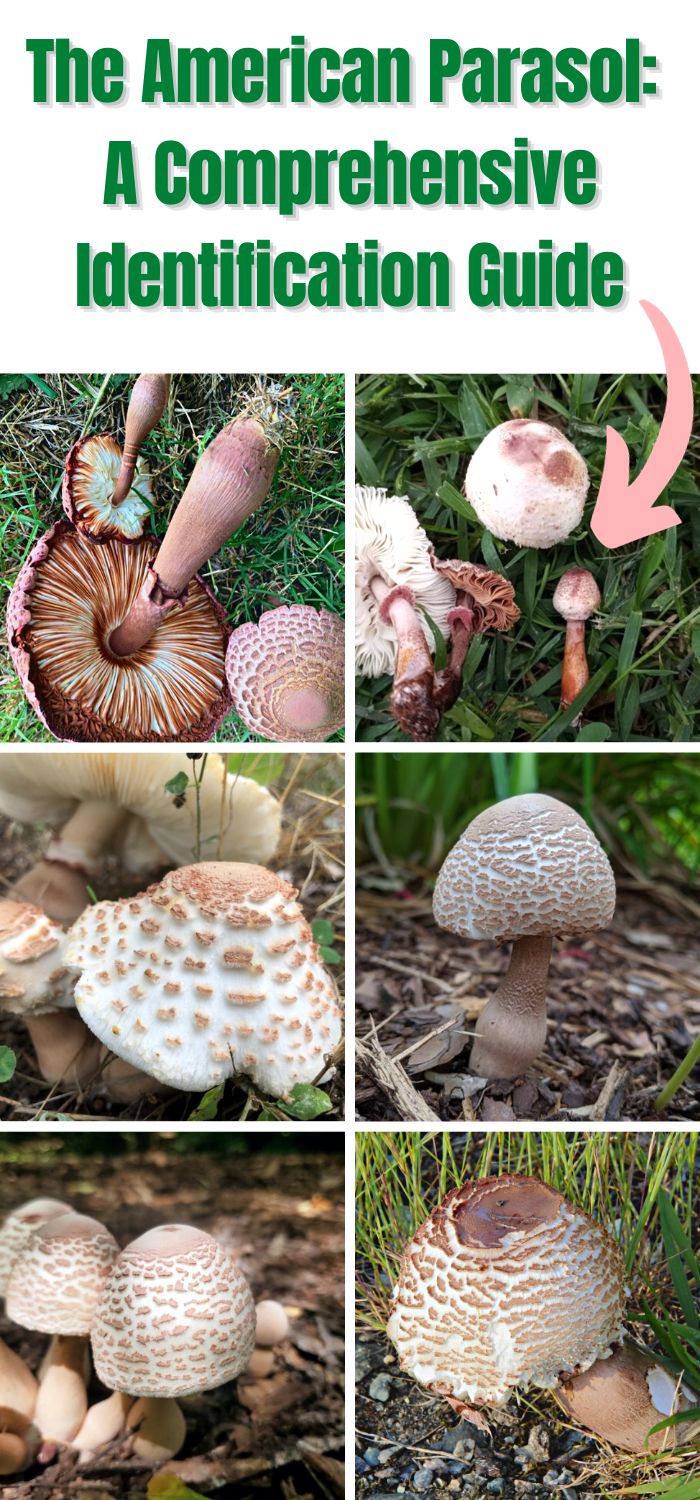 The American Parasol: A Comprehensive Identification Guide - Mushroom ...