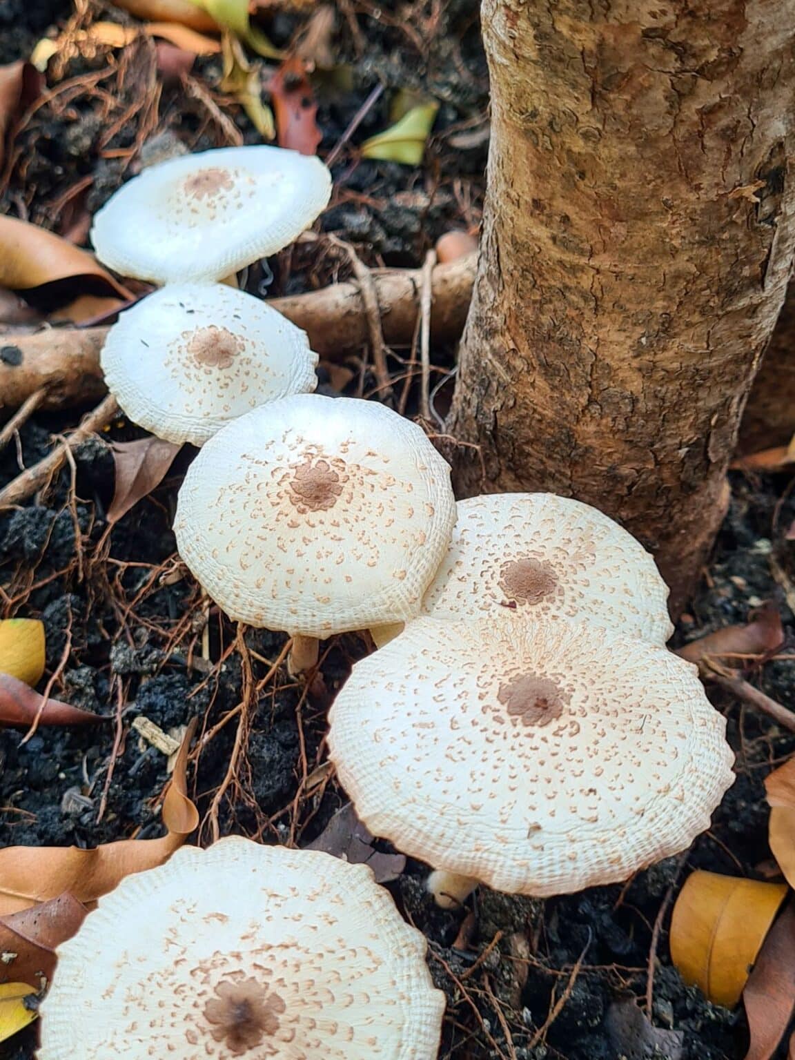 The American Parasol: A Comprehensive Identification Guide - Mushroom ...