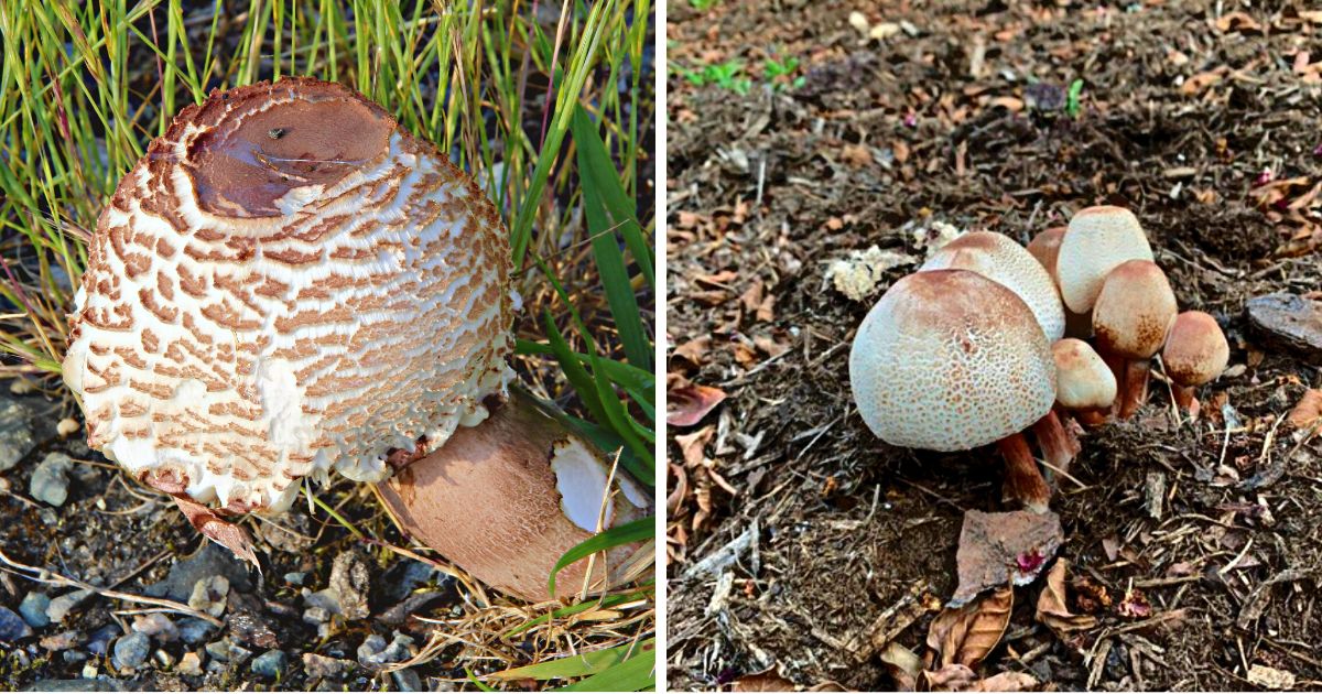 The American Parasol: A Comprehensive Identification Guide - Mushroom ...