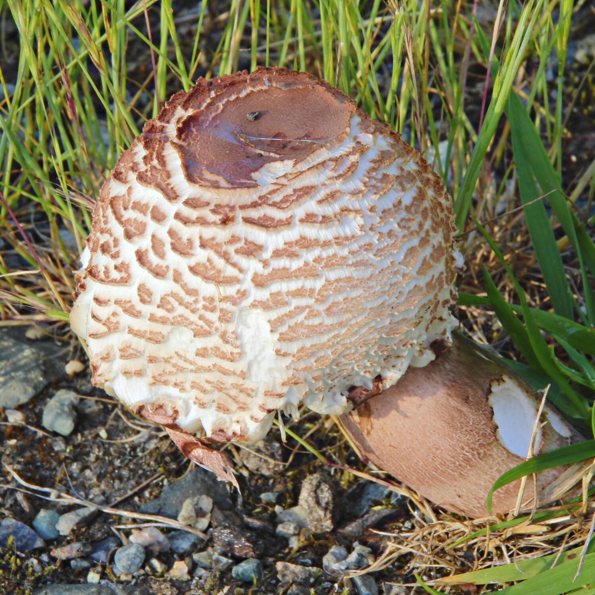Mushroom Species - Mushroom Appreciation