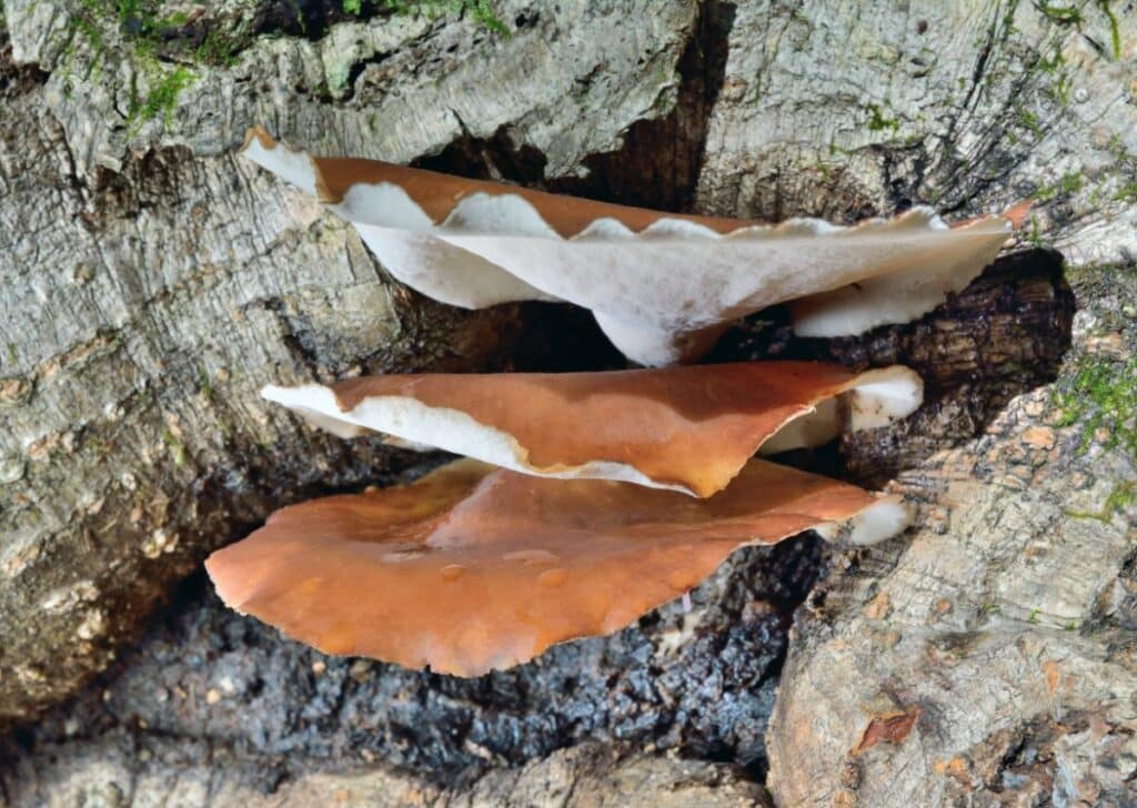 Black Footed Polypore Identification Guide - Mushroom Appreciation