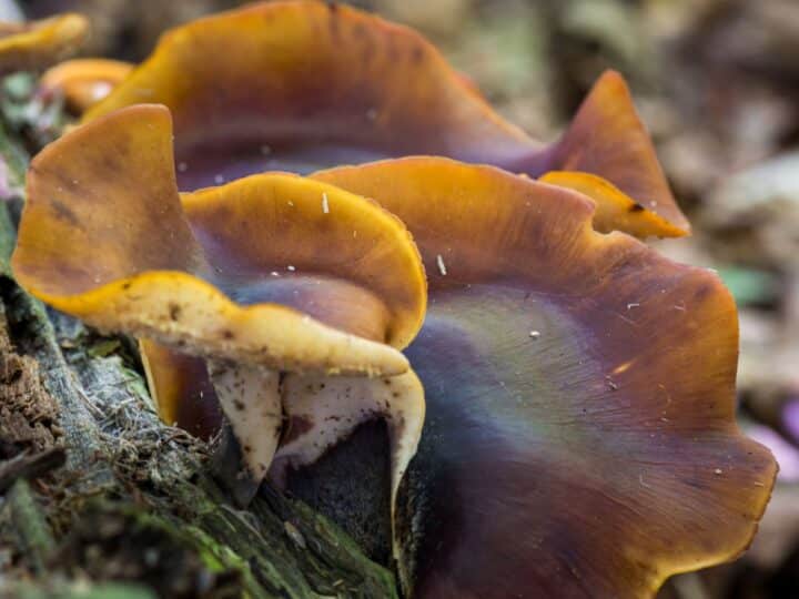 Black Footed Polypore Identification Guide - Mushroom Appreciation