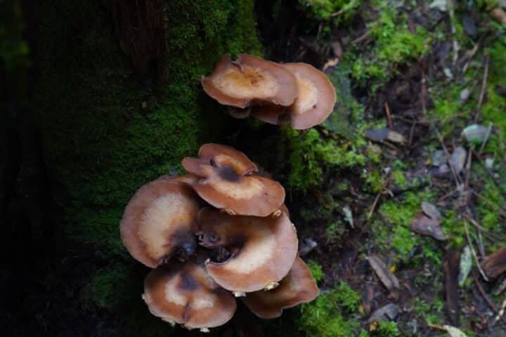 Black Footed Polypore Identification Guide - Mushroom Appreciation