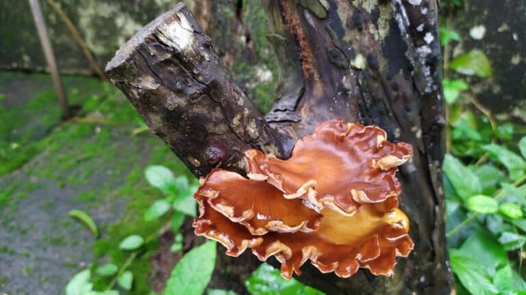 Black Footed Polypore Identification Guide - Mushroom Appreciation