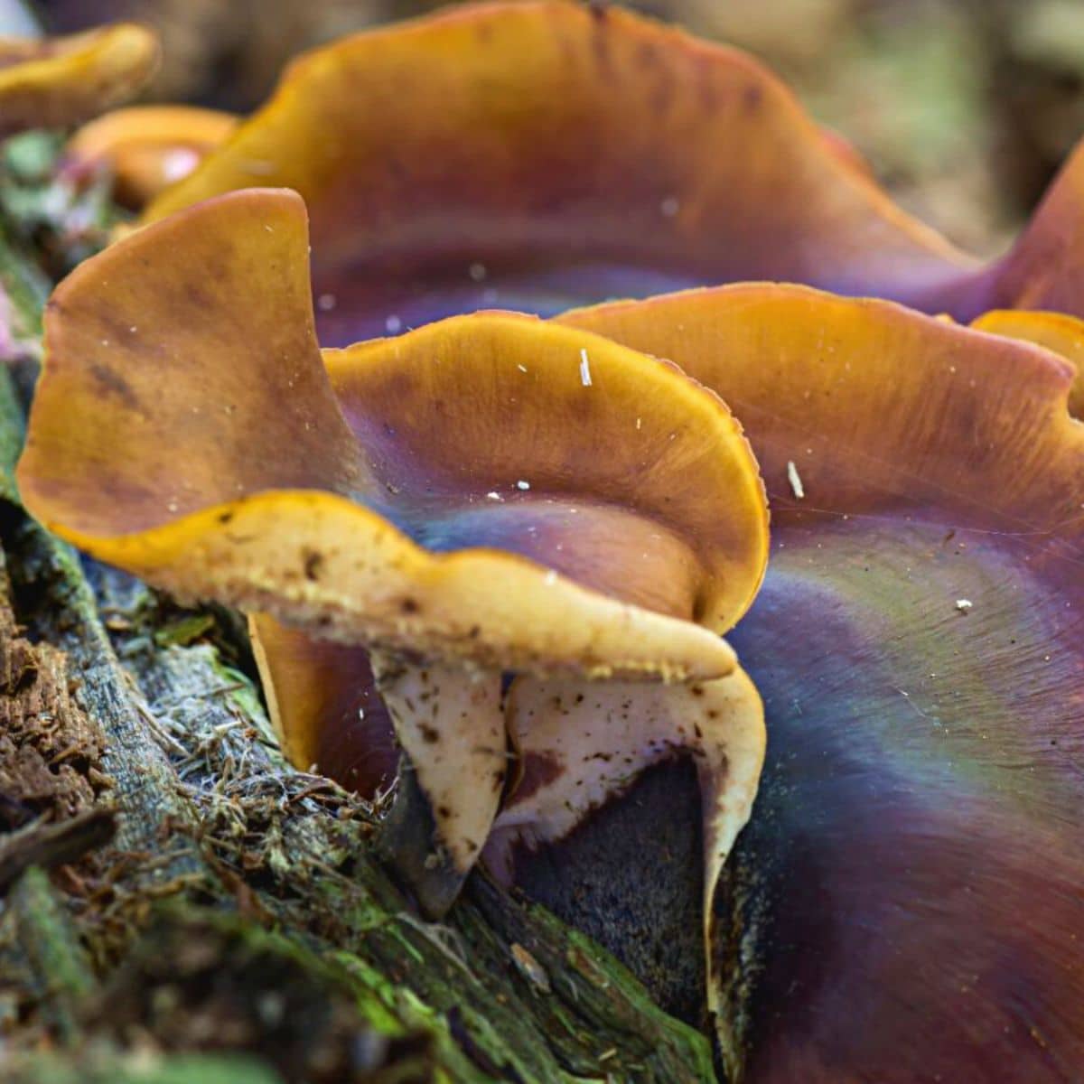 Mushroom Species - Mushroom Appreciation