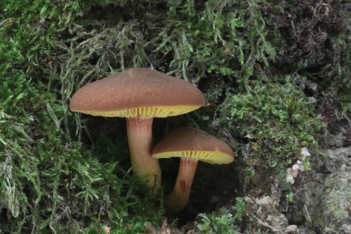 Gilled Boletes Identification Foraging And Cooking Mushroom