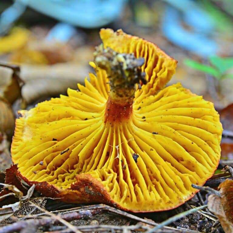 Bay Bolete: Identification, Foraging, and Lookalikes - Mushroom ...