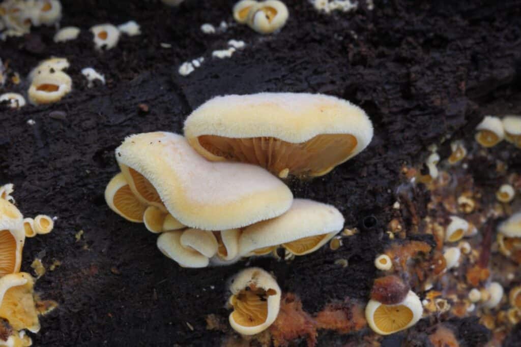 Mock Oyster Mushroom: Identification Guide - Mushroom Appreciation