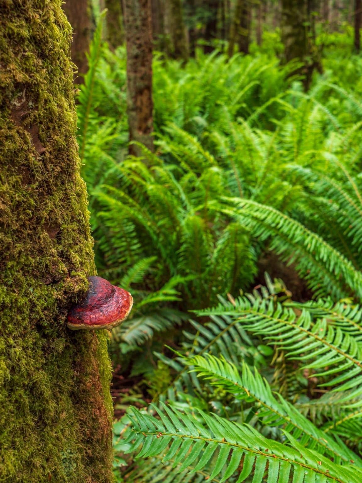 Red Belted Polypore Identification Guide - Mushroom Appreciation