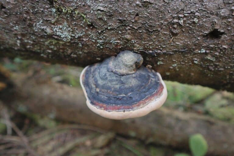 Red Belted Polypore Identification Guide - Mushroom Appreciation