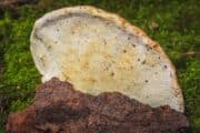 Red Belted Polypore Identification Guide - Mushroom Appreciation
