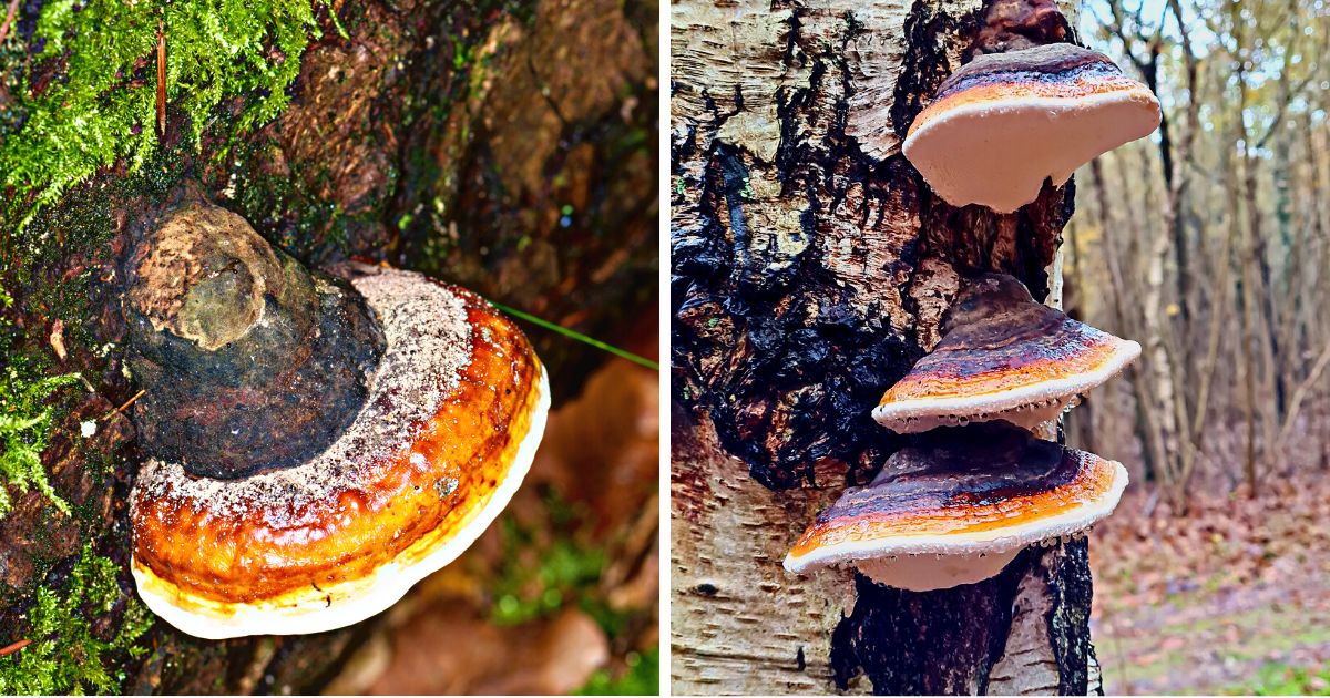 Red Belted Polypore Identification Guide - Mushroom Appreciation