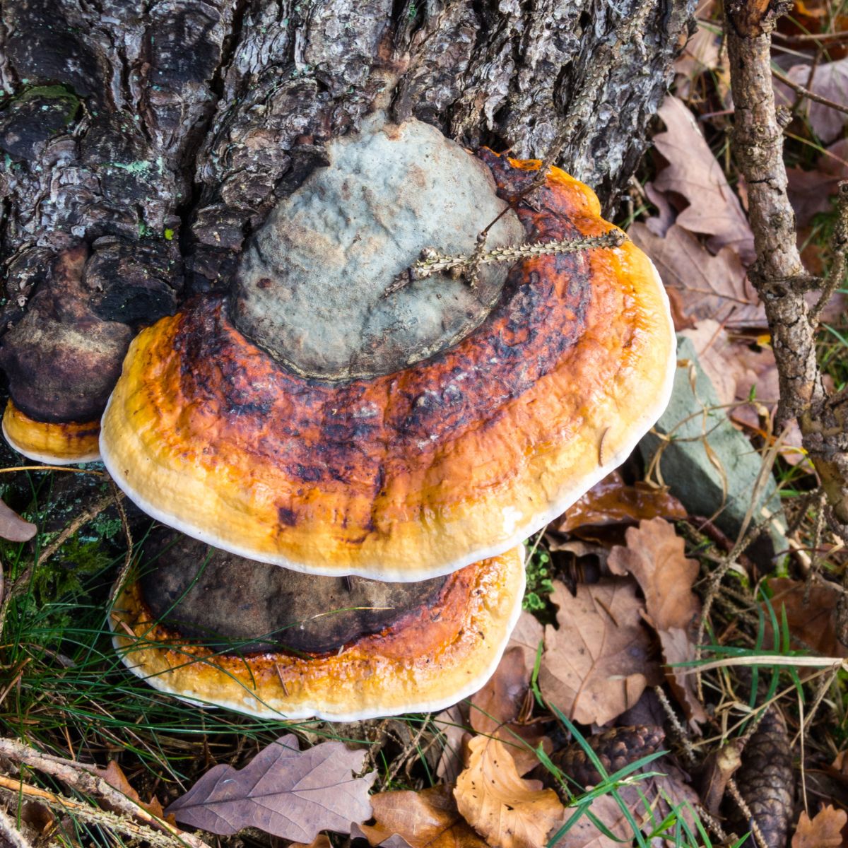 Mushroom Species - Mushroom Appreciation