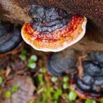 Red Belted Polypore Identification Guide - Mushroom Appreciation