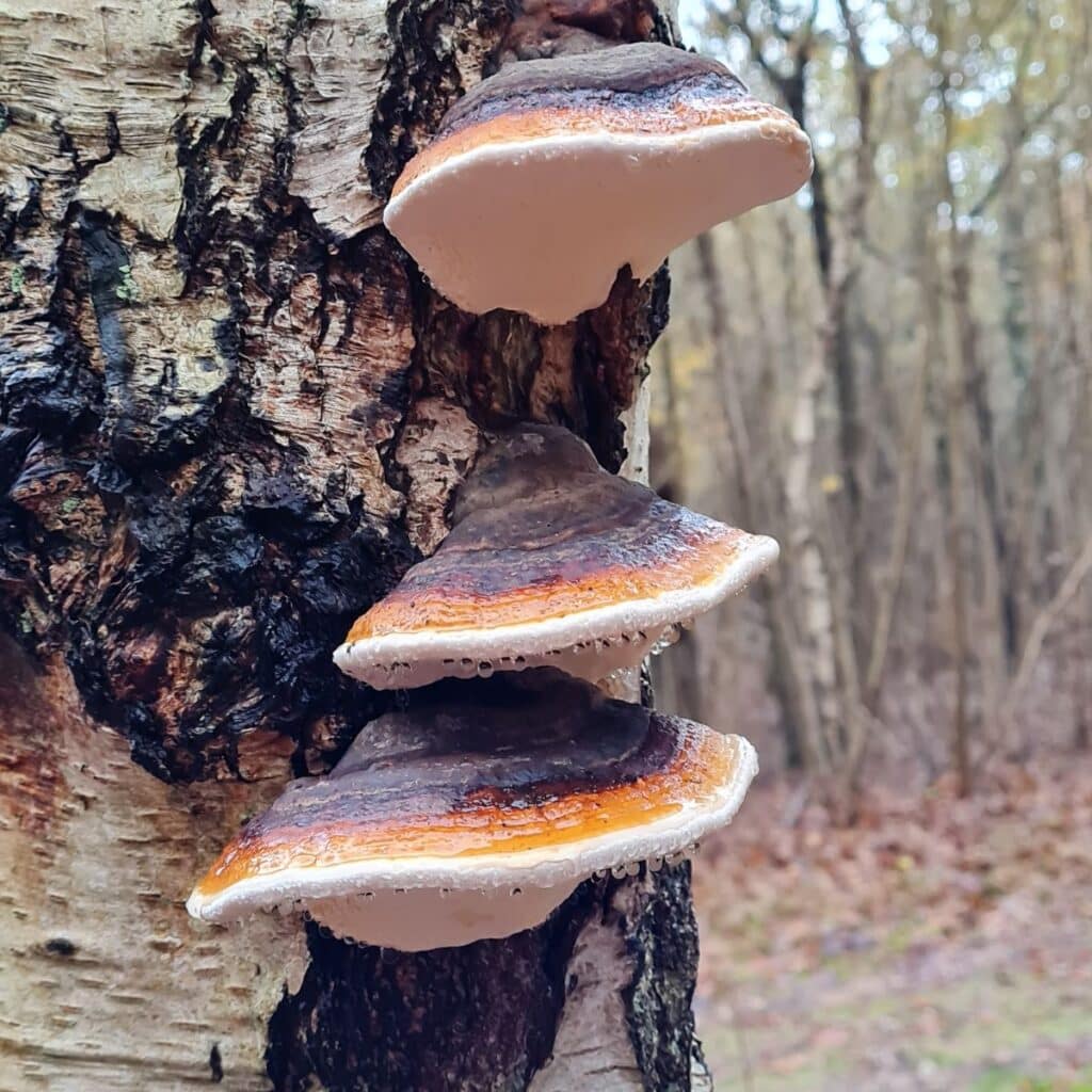 Red Belted Polypore Identification Guide - Mushroom Appreciation