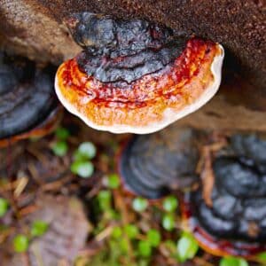 Red Belted Polypore Identification Guide - Mushroom Appreciation