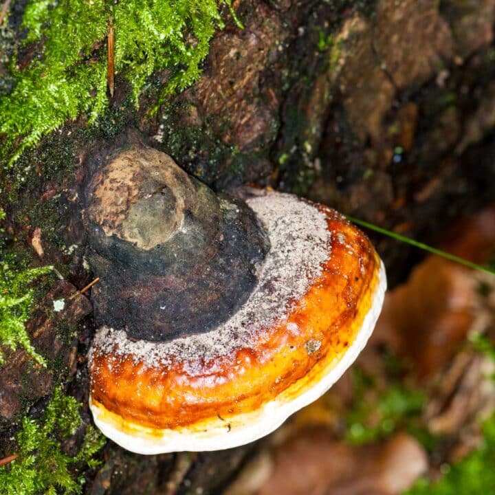 Red Belted Polypore Identification Guide - Mushroom Appreciation