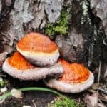 Red Belted Polypore Identification Guide - Mushroom Appreciation