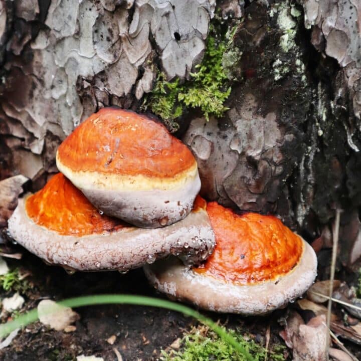 Red Belted Polypore Identification Guide - Mushroom Appreciation