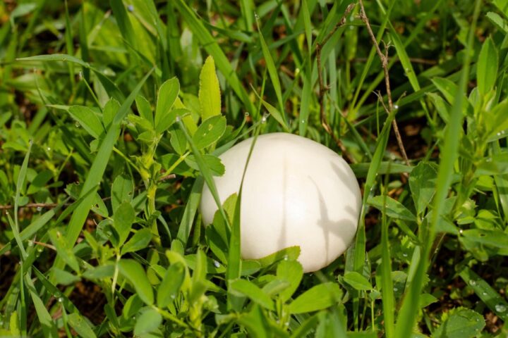 The Smooth Parasol: A Comprehensive Identification Guide - Mushroom ...