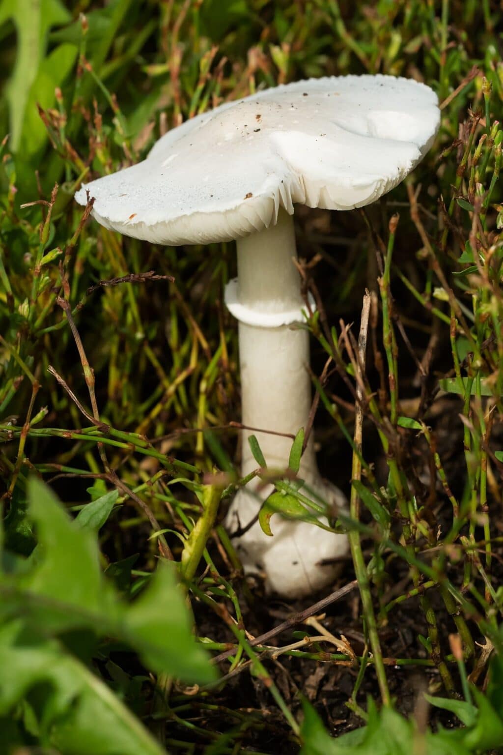 The Smooth Parasol: A Comprehensive Identification Guide - Mushroom ...