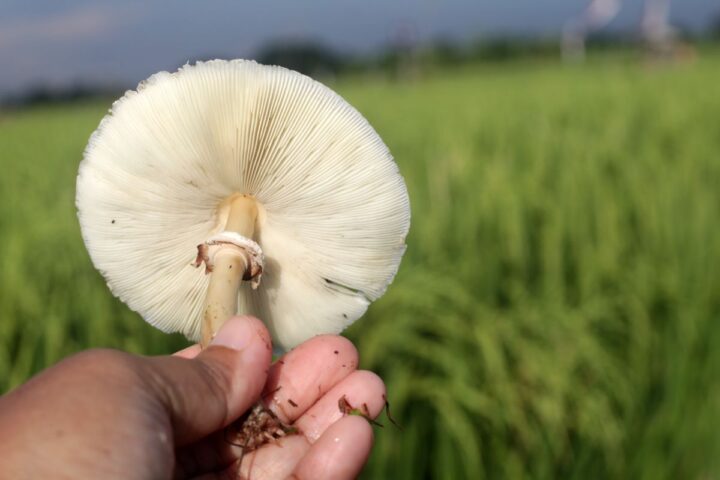 The Smooth Parasol: A Comprehensive Identification Guide - Mushroom ...