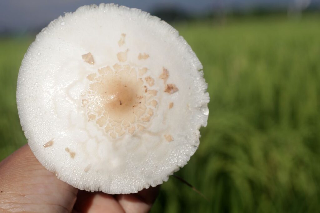 The Smooth Parasol: A Comprehensive Identification Guide - Mushroom ...