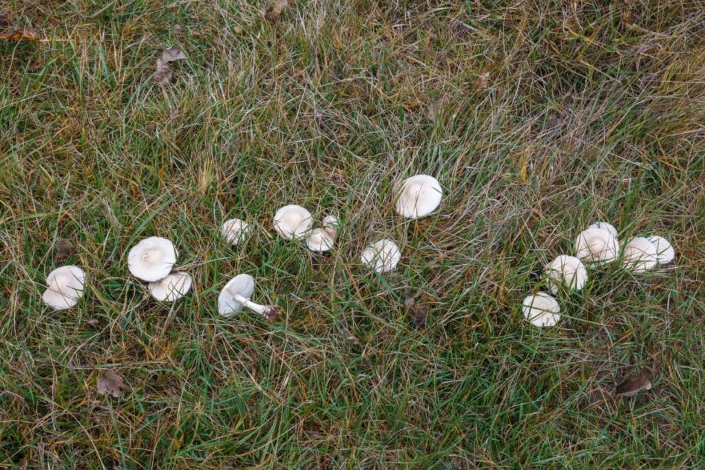 The Smooth Parasol: A Comprehensive Identification Guide - Mushroom ...